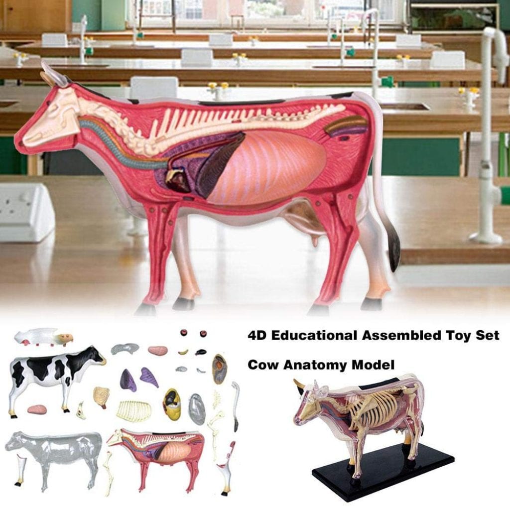 4D Educational Assembled Toy Set
