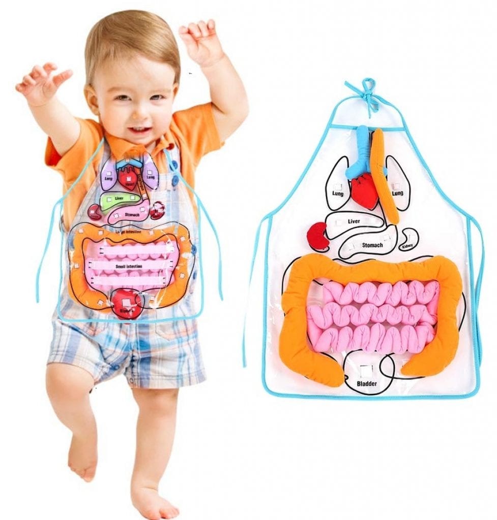 3D Anatomy Organ Apron