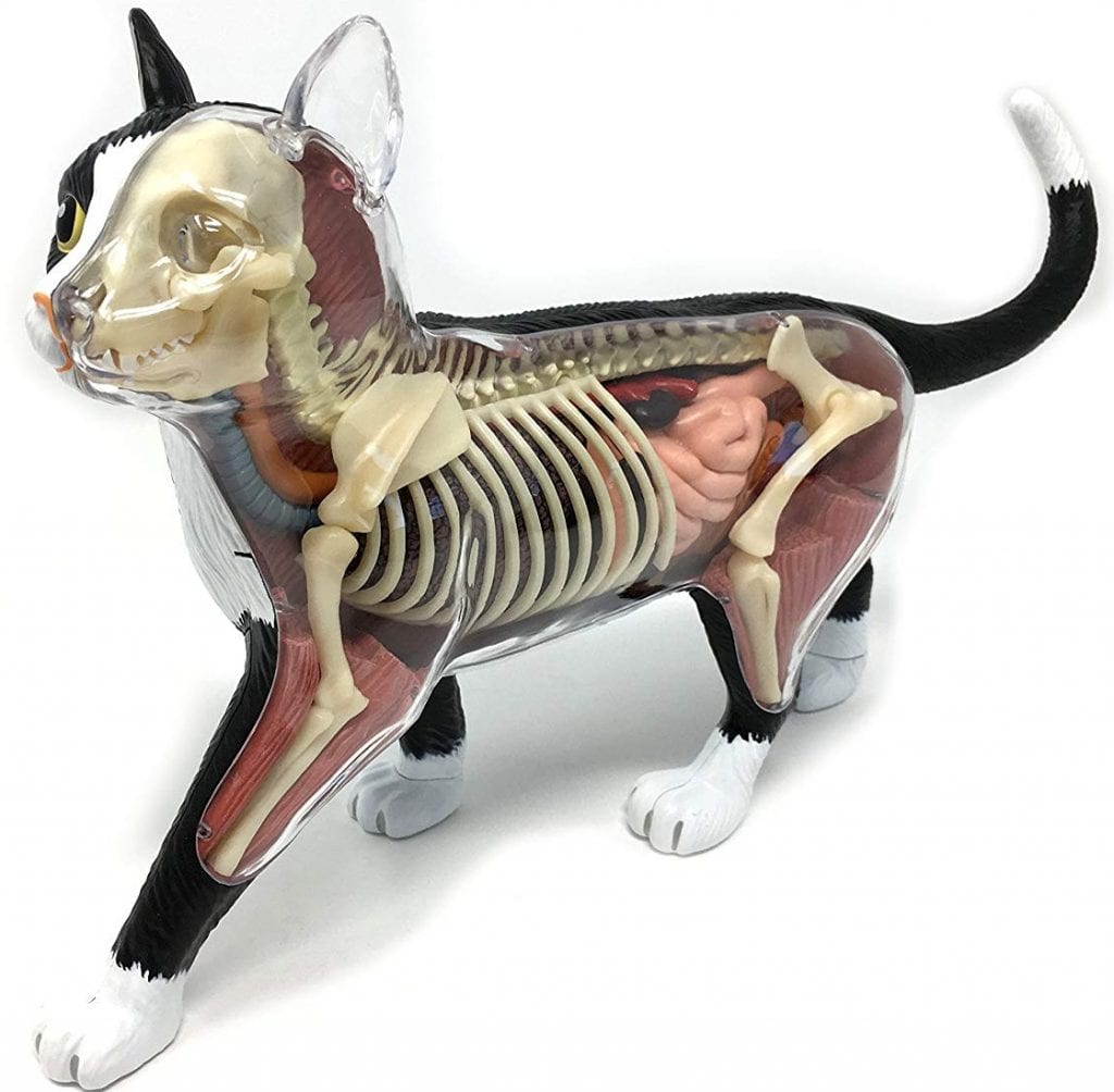 4D Vision Cat Anatomy Model