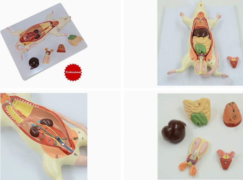 Mouse Anatomical Model